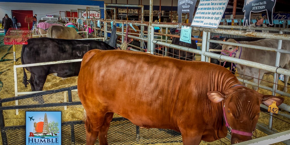 Humble ISD's 67th Annual Livestock show at the Humble Rodeo - HKA Texas